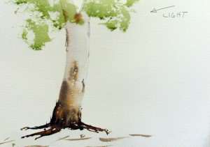 Gum Trees, painting their foliage with watercolor,Eucalyptus